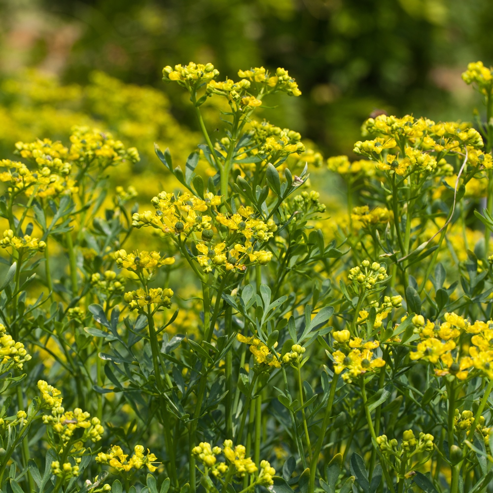 Ruta zwyczajna - Sklep Świat Kwiatów | Dostawa gratis!