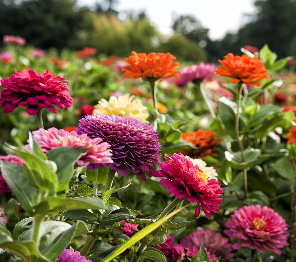 Cynia liliput - Sklep Świat Kwiatów | Dostawa gratis!