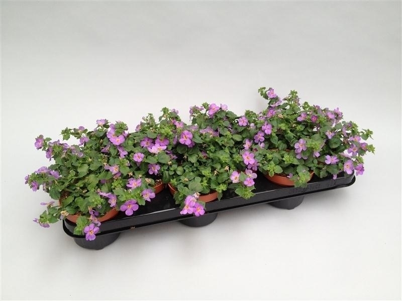 Bakopa (Bacopa) w doniczce - Blue Showers - sadzonka