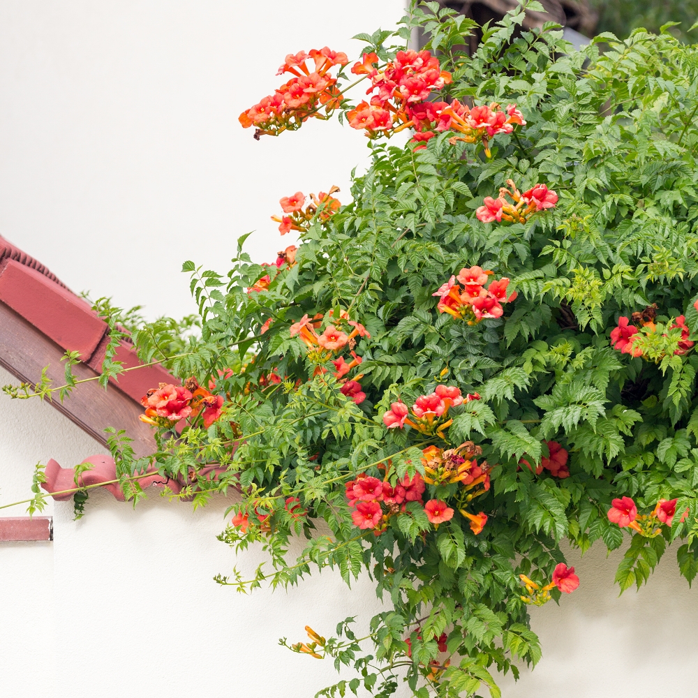 Milin amerykański - Sklep Świat Kwiatów | Dostawa gratis!