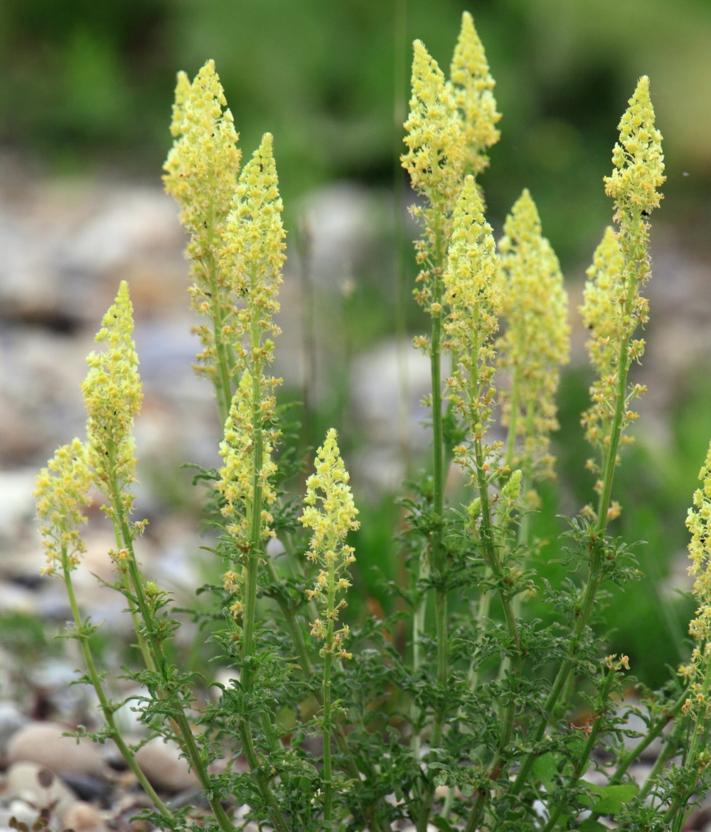 Rezeda wonna - Sklep Świat Kwiatów | Dostawa gratis!