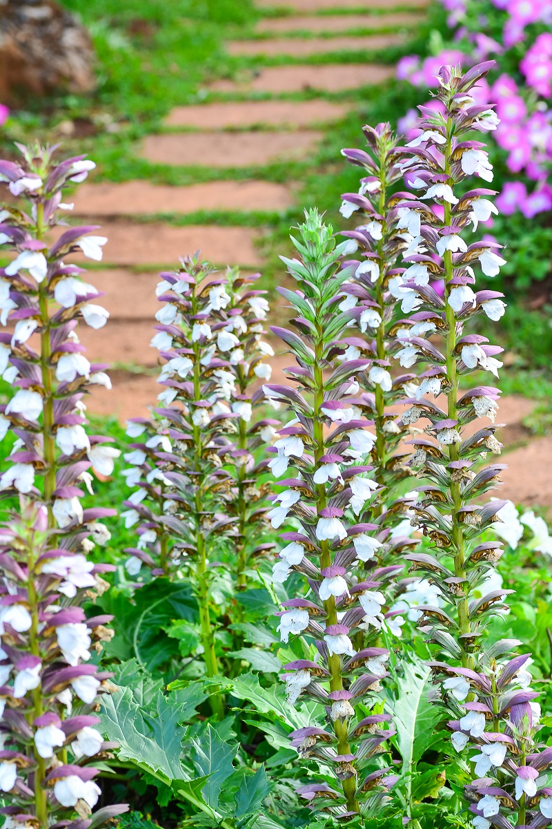 Akant miękki - Sklep Świat Kwiatów | Dostawa gratis!