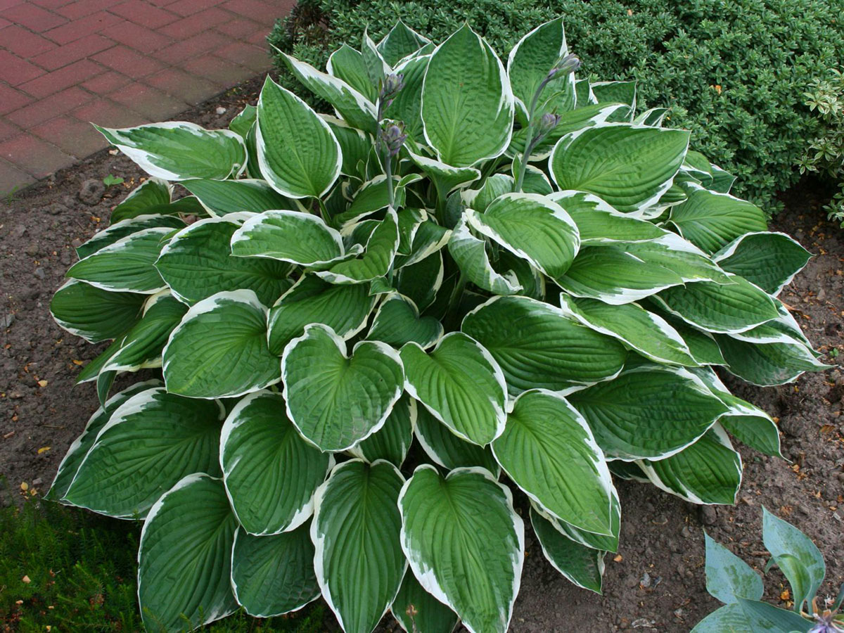 Funkia - Hosta Carol - Sklep Świat Kwiatów | Dostawa gratis!