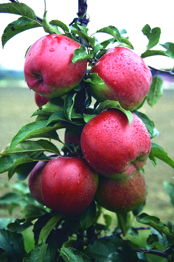 Jabłoń Ligol - sadzonka XXL - Sklep Świat Kwiatów | Dostawa gratis!