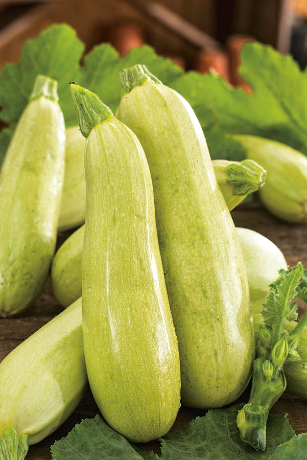 Kabaczek Wanda - Sklep Świat Kwiatów | Dostawa gratis!