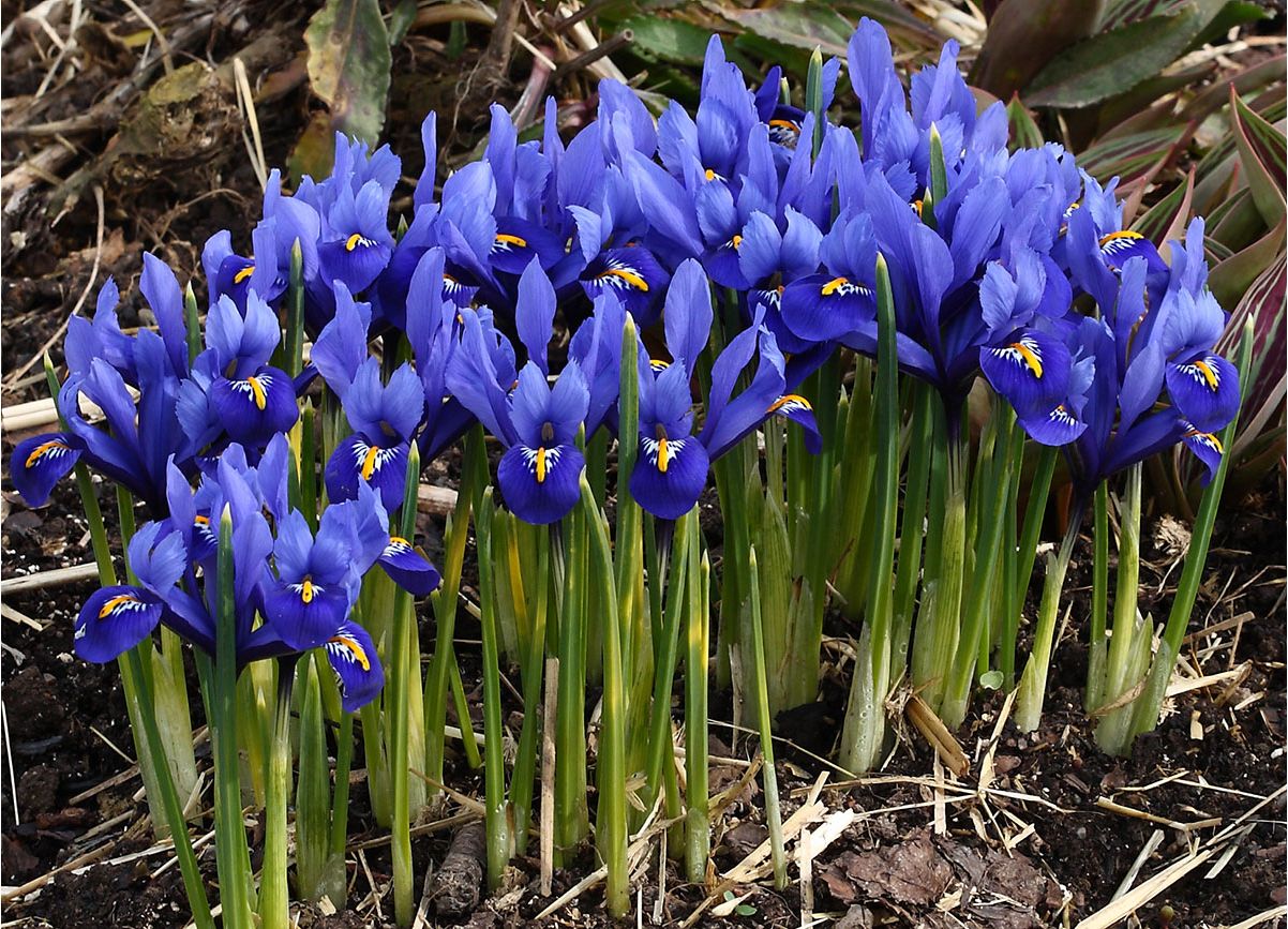 Irys żyłkowany - Iris reticulata - opak. 10 szt. - Sklep Świat Kwiatów ...