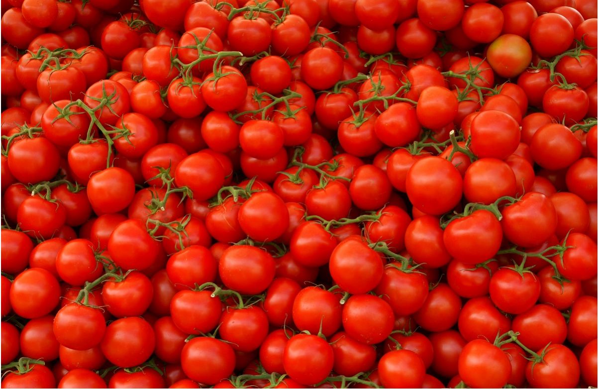 Pomidor Samuraj - gruntowy - Sklep Świat Kwiatów | Dostawa gratis!