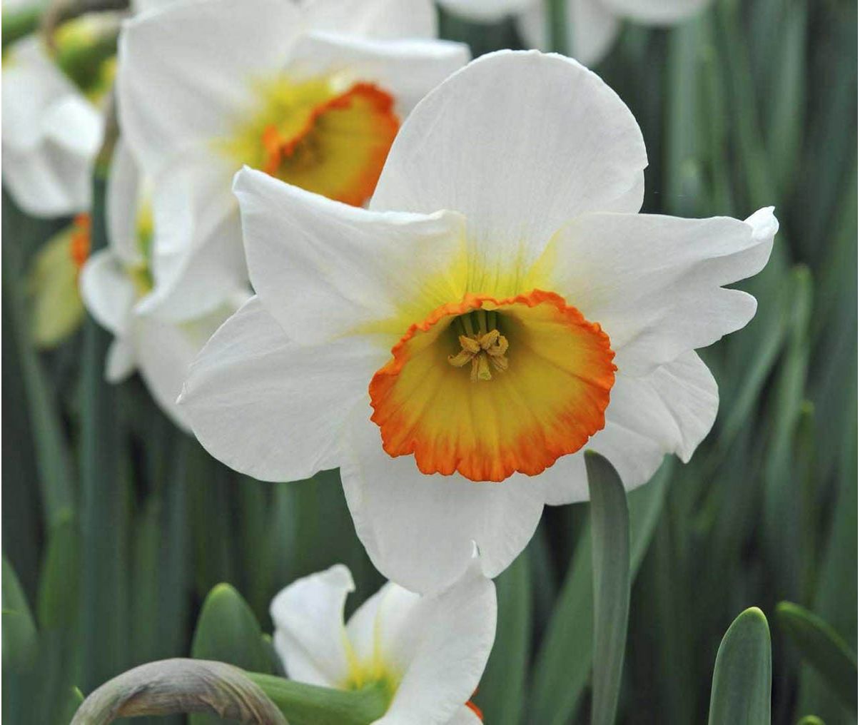 Narcyz Flower Record - 5 cebul - Sklep Świat Kwiatów | Dostawa gratis!