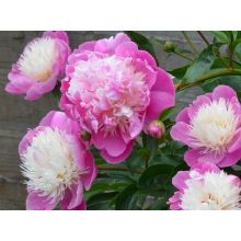 Sadzonki piwonii, paeonii - 50 odmian - Sklep Świat Kwiatów | Dostawa ...