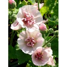 Sadzonki malwy - 50 odmian - Sklep Świat Kwiatów | Dostawa gratis!