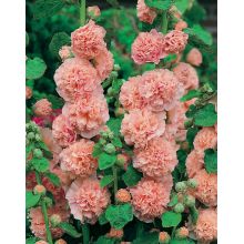 Sadzonki malwy - 50 odmian - Sklep Świat Kwiatów | Dostawa gratis!