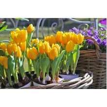 Cebulki tulipanów - Sklep Świat Kwiatów | Dostawa gratis!