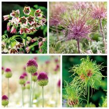 Czosnek ozdobny Szuberta - Allium Schubertii - Sklep Świat Kwiatów ...