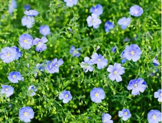 Len trwały - Sklep Świat Kwiatów | Dostawa gratis!