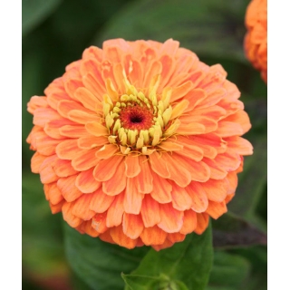 Nasiona cynii - 40 Odmian - Sklep Świat Kwiatów | Dostawa gratis!