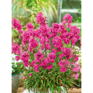 Nasiona firletki - 15 Odmian - Sklep Świat Kwiatów | Dostawa gratis!