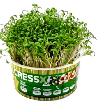 Rzeżucha Rocket cress - Sklep Świat Kwiatów | Dostawa gratis!