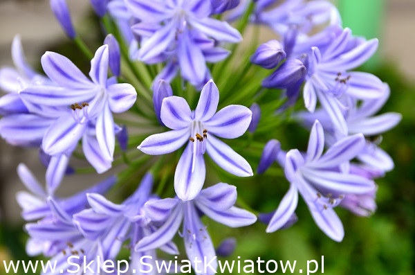 Agapant niebieski - Agapanthus Blue - Sklep Świat Kwiatów | Dostawa gratis!