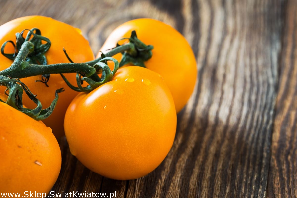 Pomidor Złoty Ożarowski - Sklep Świat Kwiatów | Dostawa gratis!