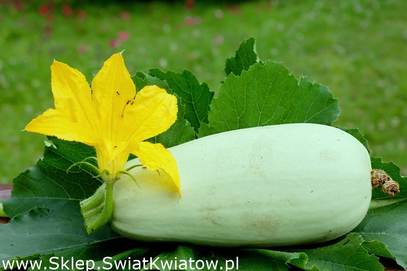 Kabaczek Kveta - Sklep Świat Kwiatów | Dostawa gratis!
