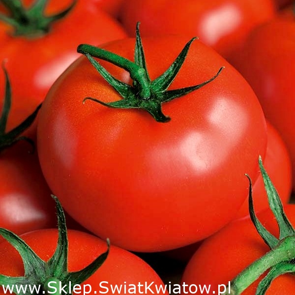 Pomidor Płomień - gruntowy, średnio wczesny o silnym wzroście - Sklep Świat Kwiatów | Dostawa ...