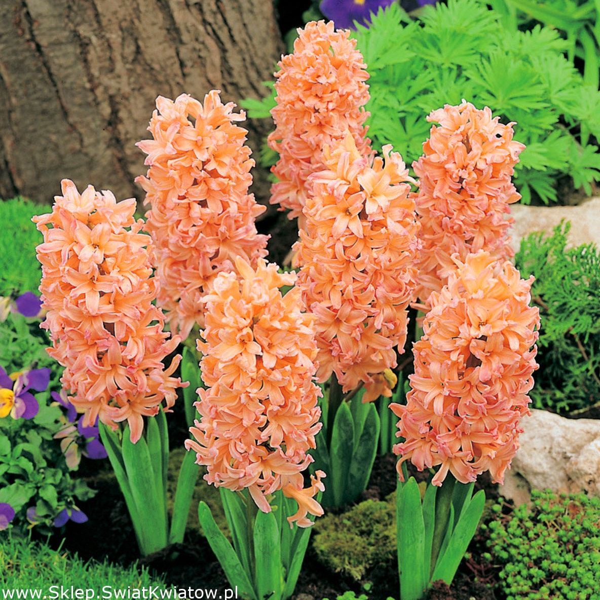 Hiacynt Gipsy Queen - op. 3 szt. - Sklep Świat Kwiatów | Dostawa gratis!