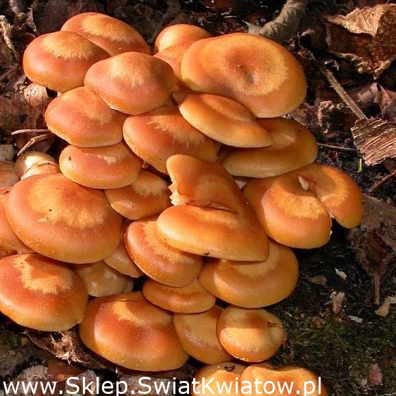 Opieńka – zestaw trzech gatunków - miodowa, aksamitnotrzonowa,zmienna ...