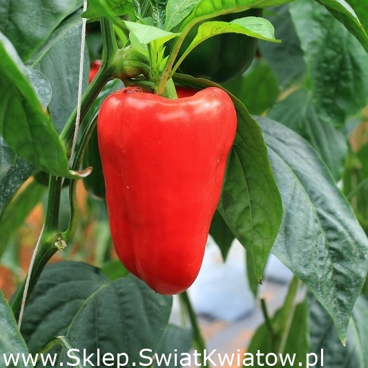 Papryka Rubinova - słodka, czerwona - Sklep Świat Kwiatów | Dostawa gratis!