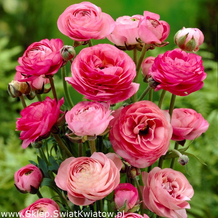 Jaskier różowy - duża paczka! - 100 szt. - Sklep Świat Kwiatów ...