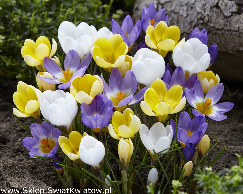 Zestaw 3 odmian krokusów w kolorze białym, fioletowo-białym oraz żółtym ...