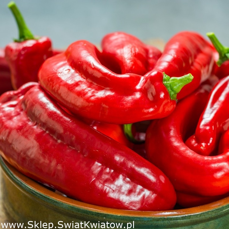 Papryka Wika - słodka, czerwona, polecana do uprawy w tunelach lub ...