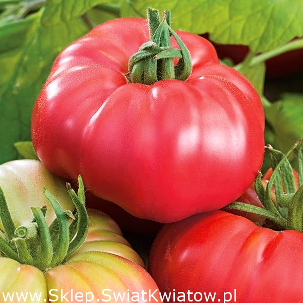 Pomidor Pink Wonder F1 - malinowy szklarniowy - Sklep Świat Kwiatów | Dostawa gratis!