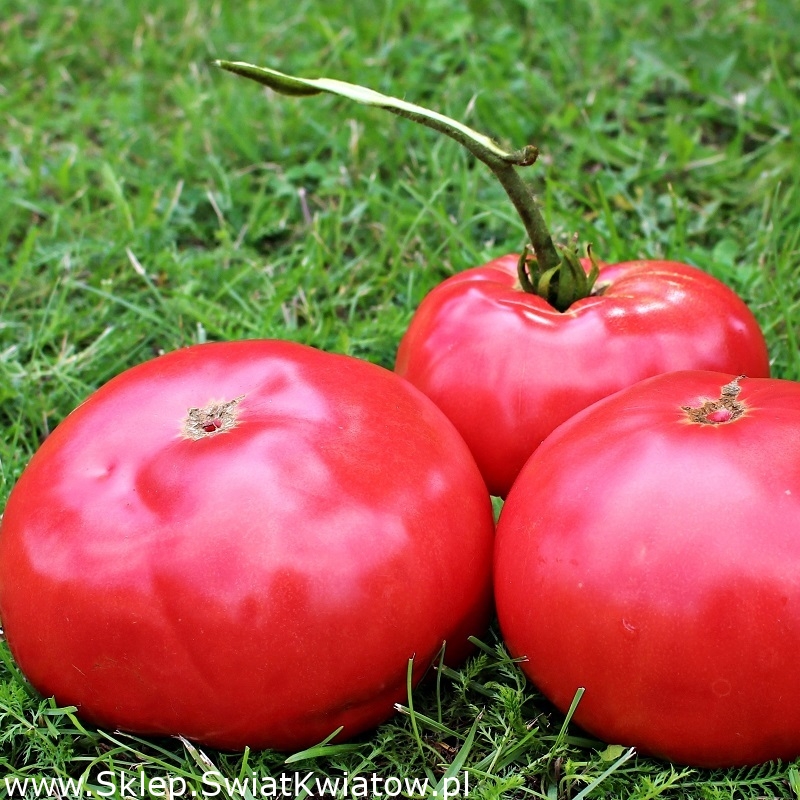 Pomidor Maliniak - gruntowy, malinowy, sztywnołodygowy - Sklep Świat Kwiatów | Dostawa gratis!