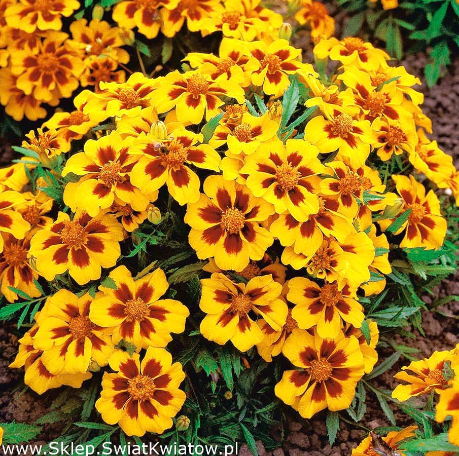 Żeniszek + Aksamitka - zestaw 4 odmian nasion kwiatów - Sklep Świat ...