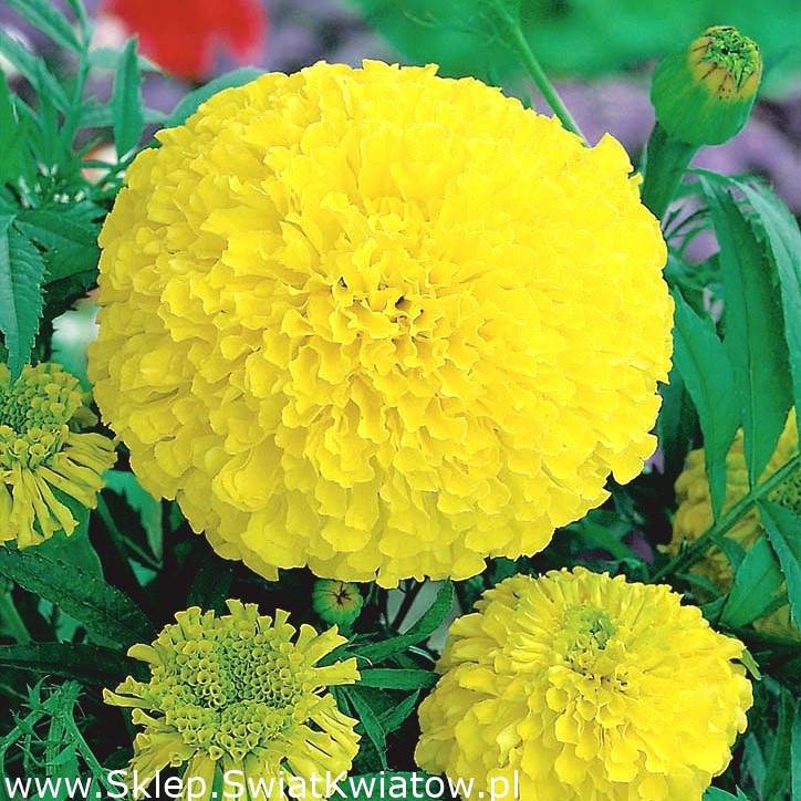 Aksamitki wysokie - zestaw 8 najpiękniejszych odmian - Sklep Świat ...