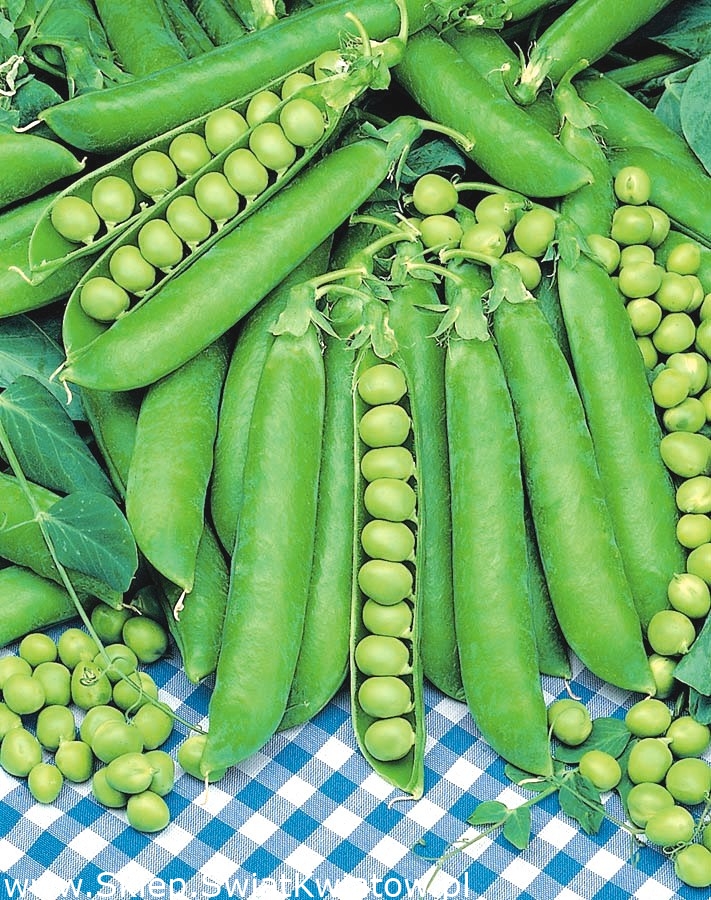 Groch Telefon - siewny łuskowy - 500 gram - Sklep Świat Kwiatów ...