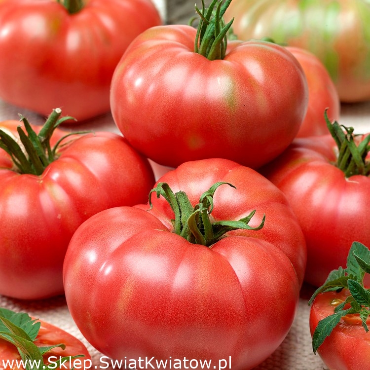 Pomidor Malinowy Kujawski - Sklep Świat Kwiatów | Dostawa gratis!