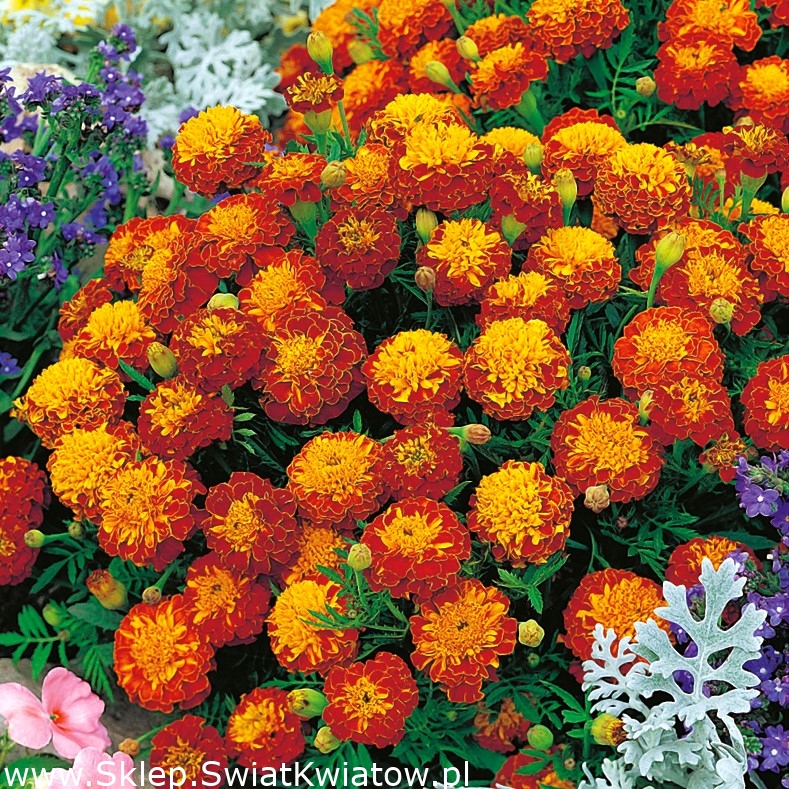 Nasiona aksamitek - zestaw 4 odmian - Sklep Świat Kwiatów | Dostawa gratis!