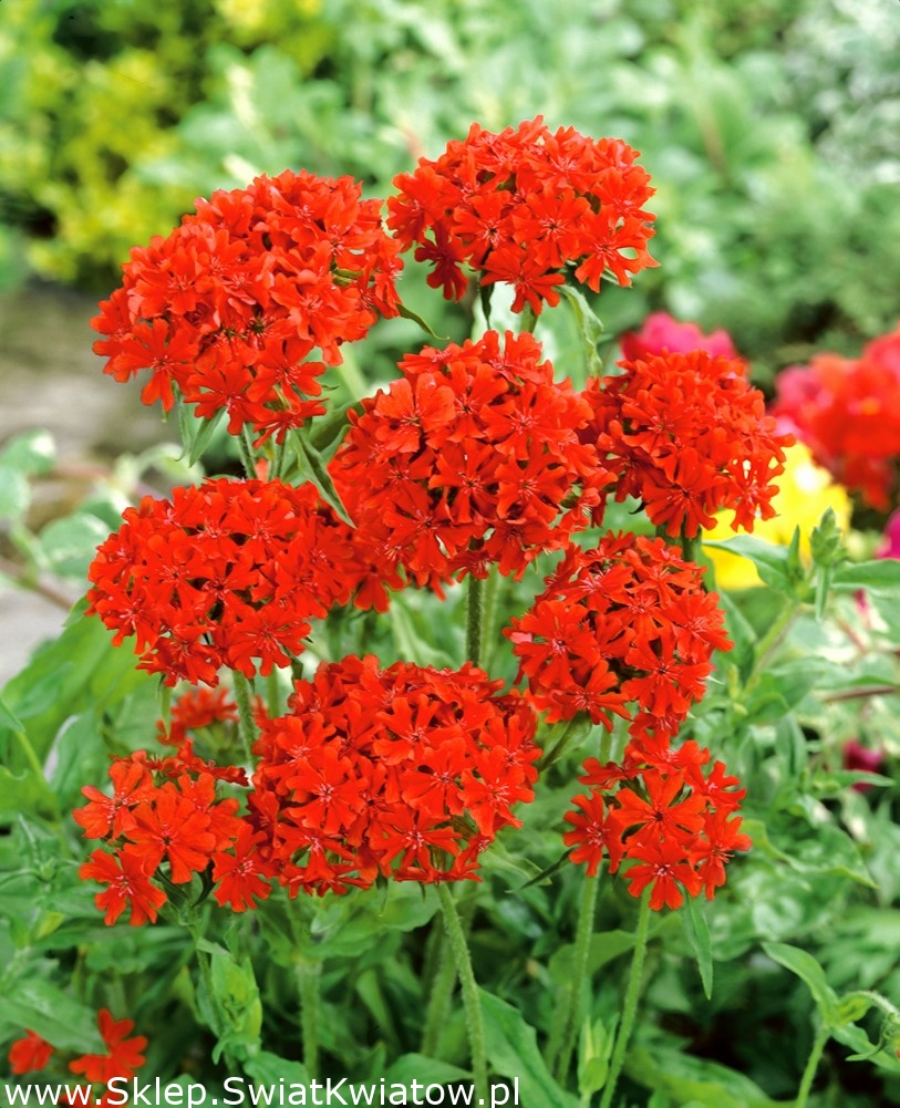 Firletka chalcedońska czerwona - Sklep Świat Kwiatów | Dostawa gratis!