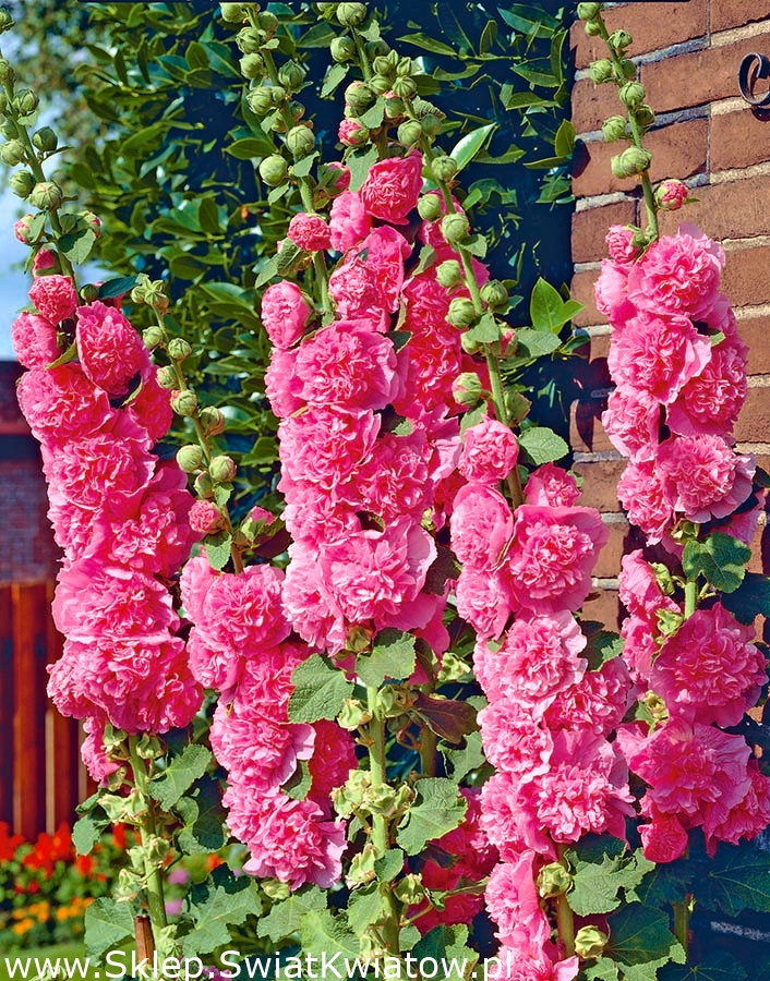 Malwa pełna, Prawoślaz różowa - Sklep Świat Kwiatów | Dostawa gratis!