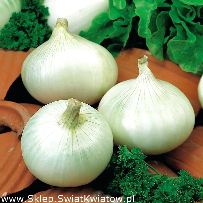 Cebula biała - zestaw 6 odmian nasion warzyw - Sklep Świat Kwiatów ...