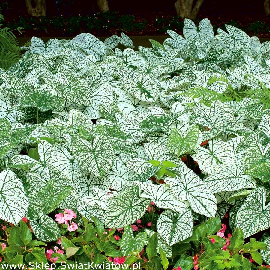Kaladium - Candidum - biały - Sklep Świat Kwiatów | Dostawa gratis!