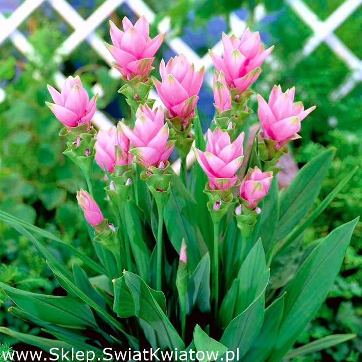 Kurkuma różowa - Curcuma Rose - Sklep Świat Kwiatów | Dostawa gratis!