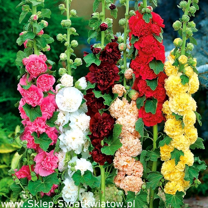 Malwa pełna, Prawoślaz - mieszanka kolorów - Sklep Świat Kwiatów ...