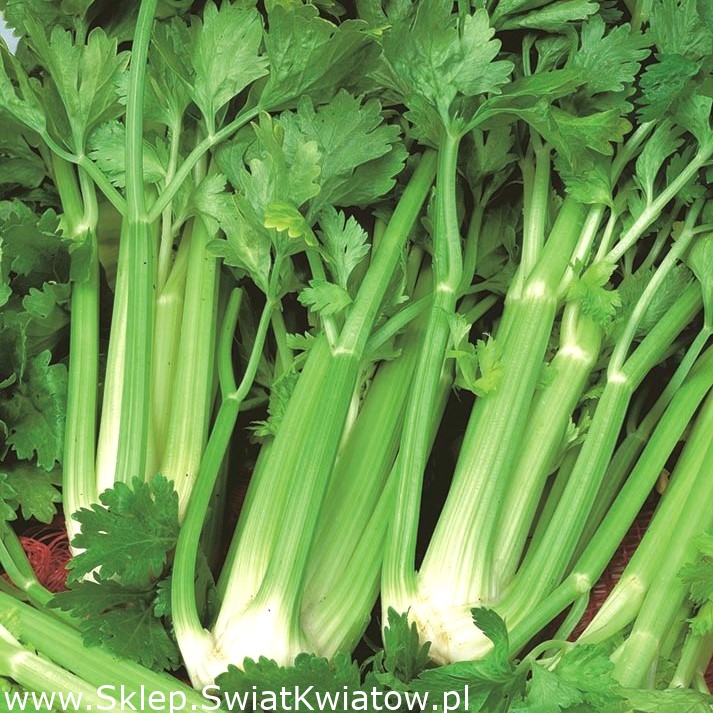 Seler liściowy - zestaw 4 odmian nasion warzyw - Sklep Świat Kwiatów ...