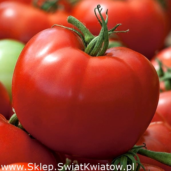 Pomidor Hardy - szklarniowy i pod osłony, trwałe, duże owoce - Sklep Świat Kwiatów | Dostawa gratis!