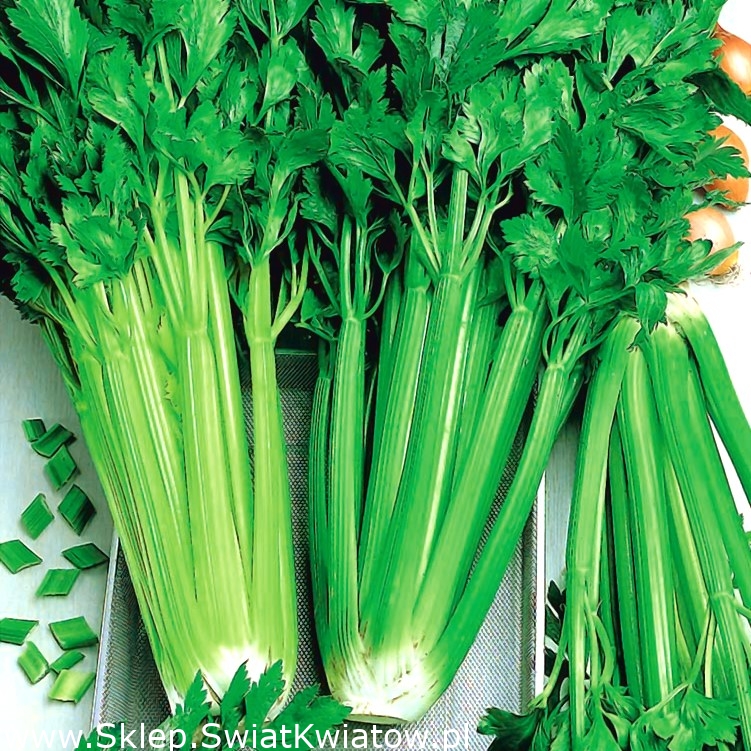 Seler naciowy Verde Pascal - liście grube, smaczne, jasnozielone ...