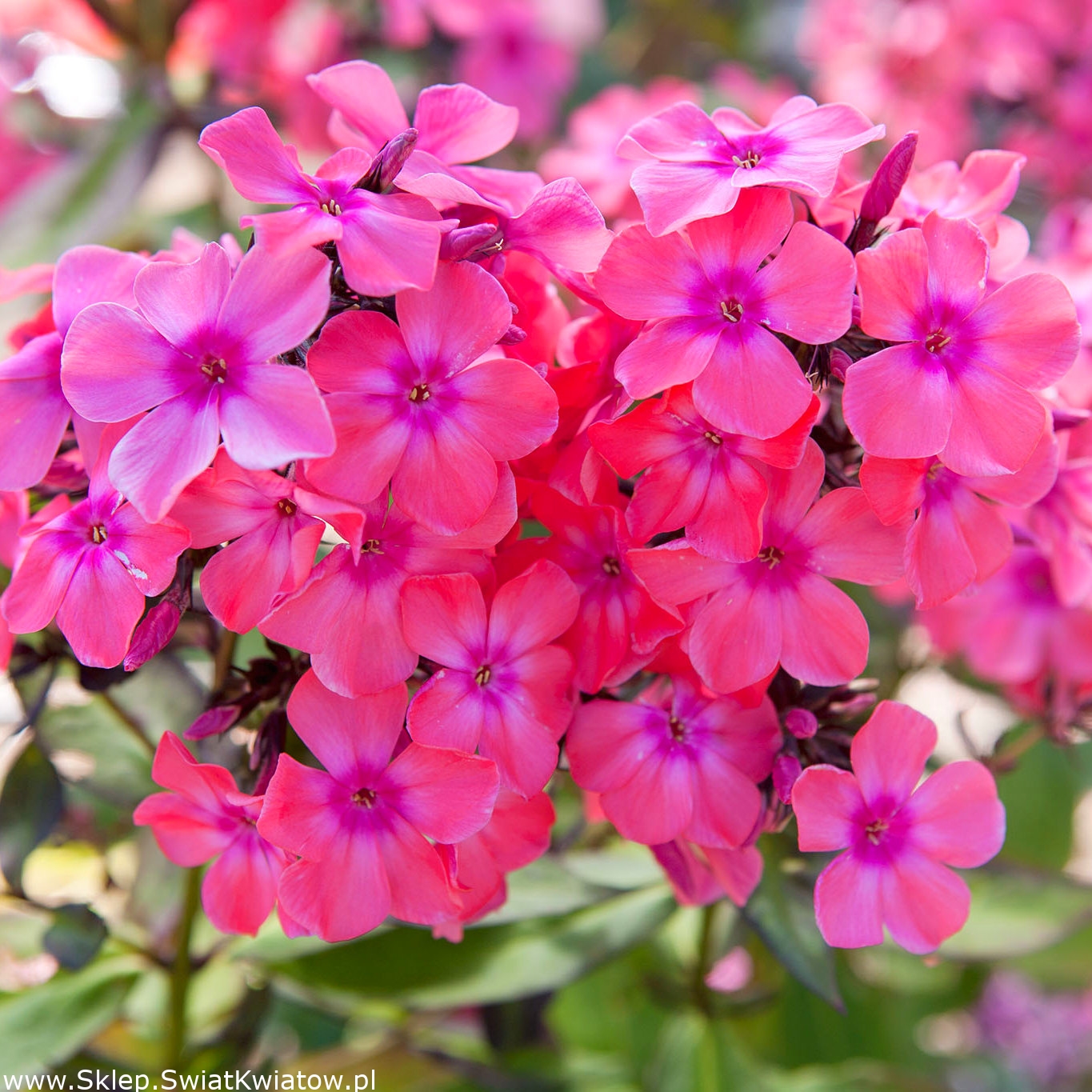 Floks (Phlox) - Płomyk wiechowaty - Windsor - 1 szt. - Sklep Świat ...