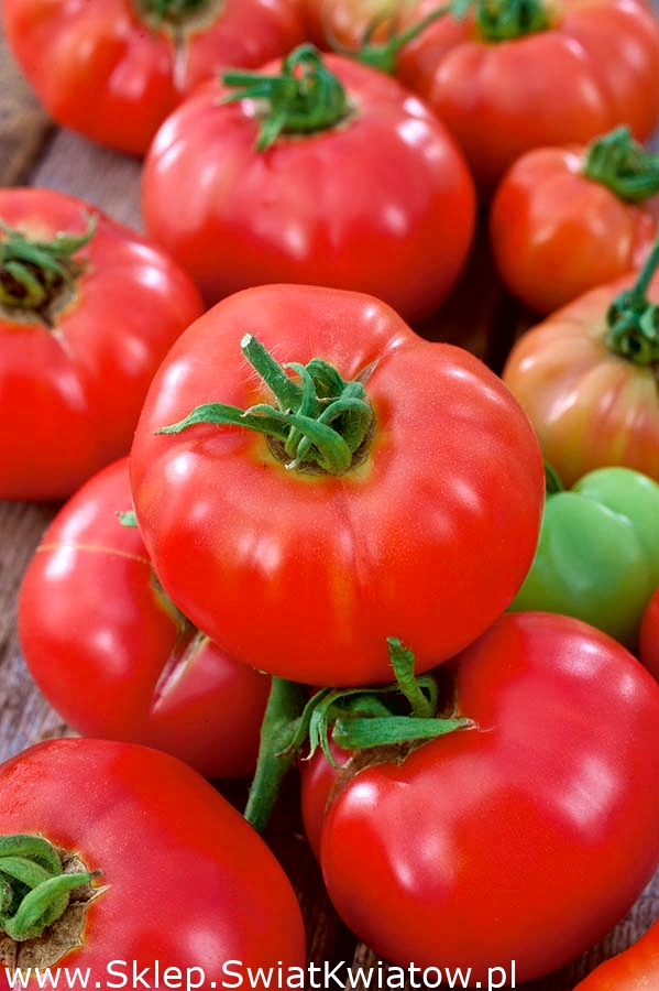 Pomidor Bohun - gruntowy, karłowy, bardzo wczesny, duże owoce! - Sklep ...