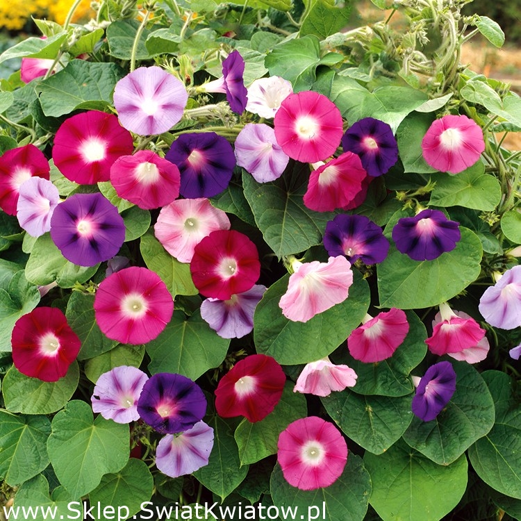 Wilec pnący trójbarwny - mieszanka kolorów - Sklep Świat Kwiatów ...